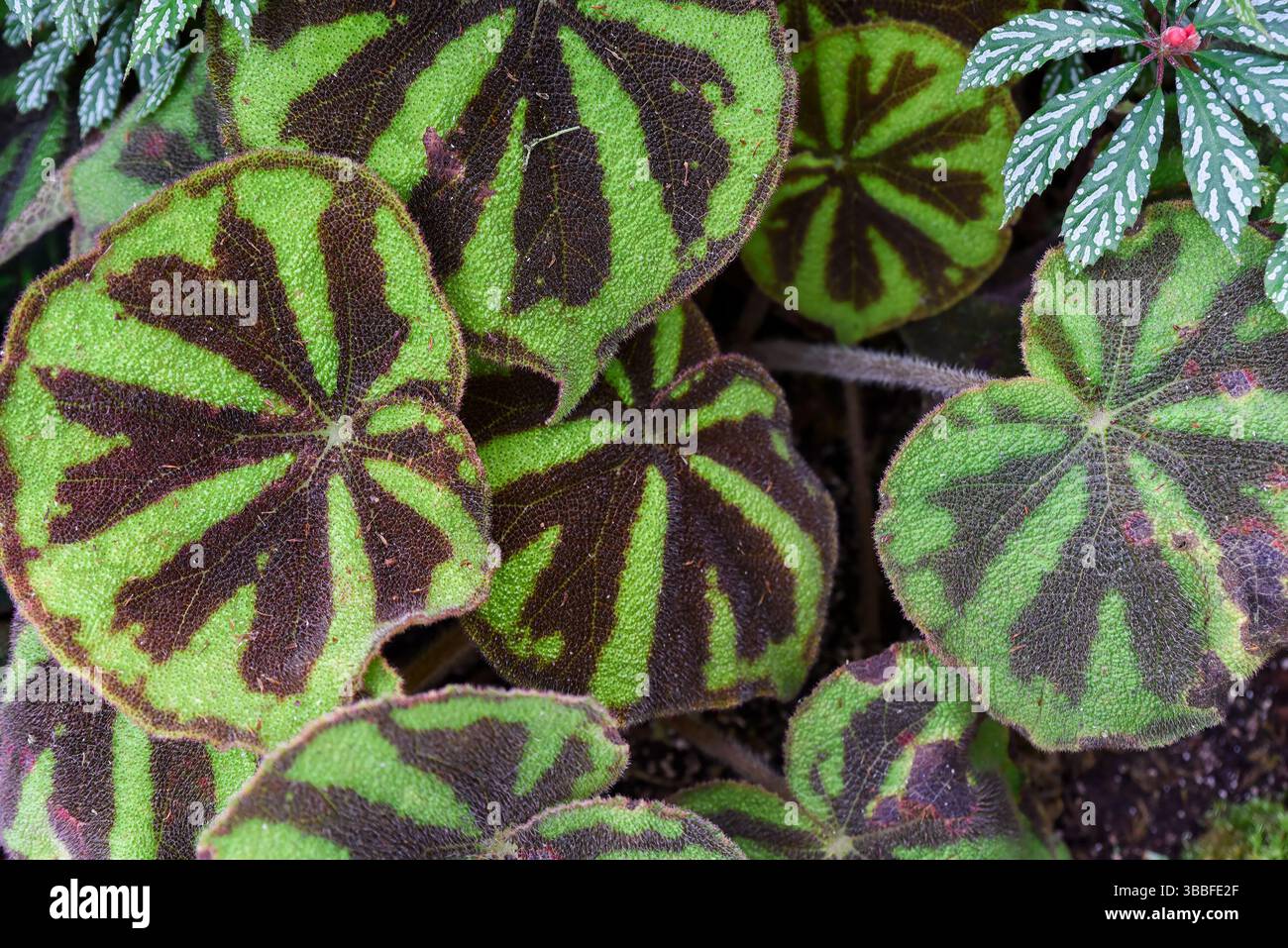 Begonia leaves hi-res stock photography and images - Alamy