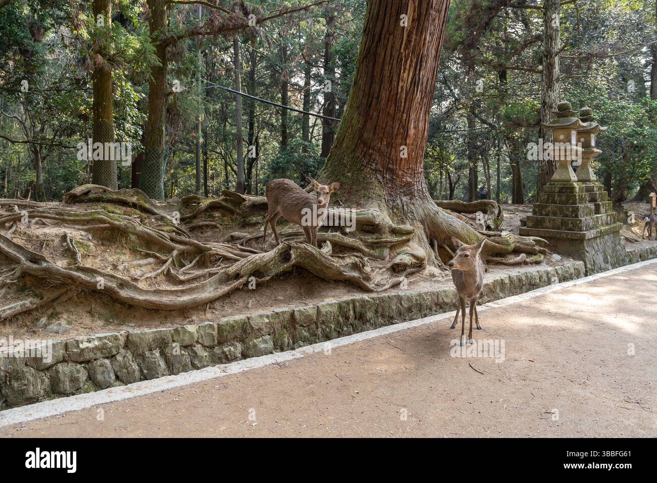 Osaka, Japan, Nara Park, A public landscape park with ancient temples ...