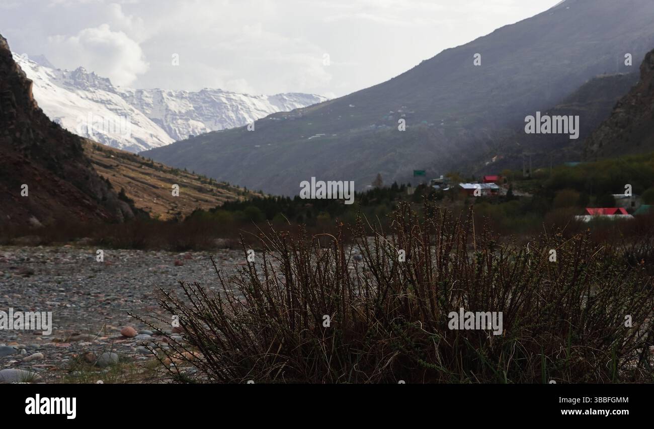 scenic landscape jispa village, snowcapped himalaya mountains and lush ...