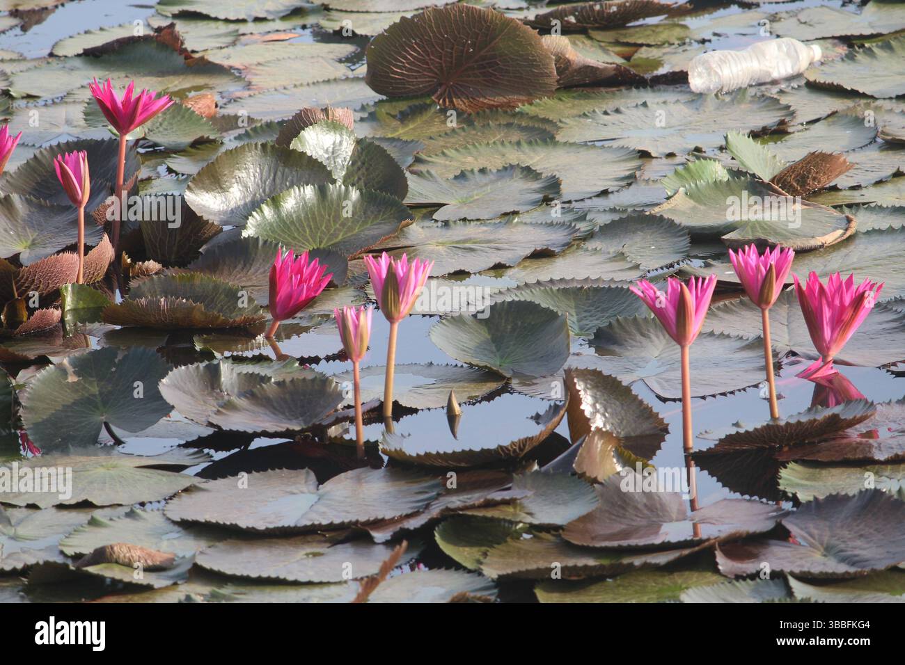Floating beauty in blooming where the water is still Stock Photo - Alamy