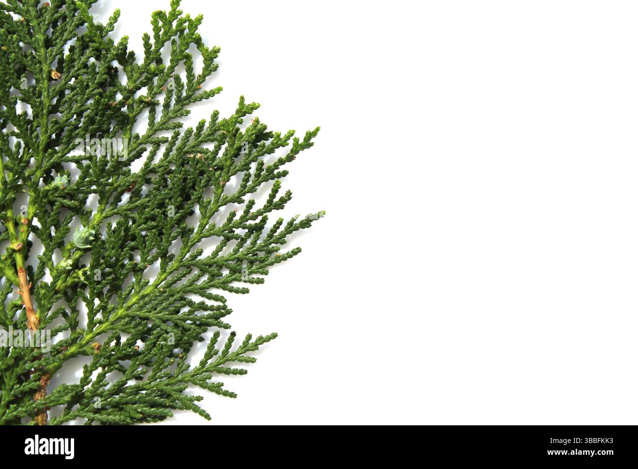 Green conifer tree leaves against a white background abstract Stock Photo - Alamy
