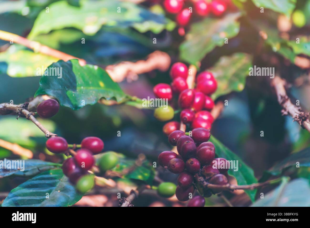 Ripe Red coffee bean berry plant fresh seed coffee tree growth in green ...
