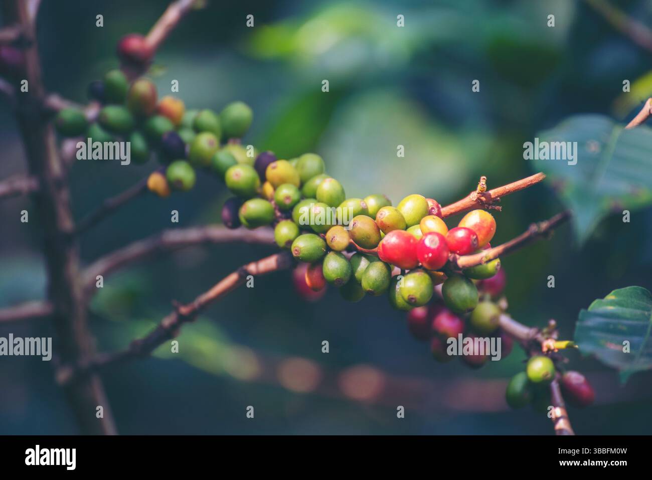 Ripe Red coffee bean berry plant fresh seed coffee tree growth in green ...