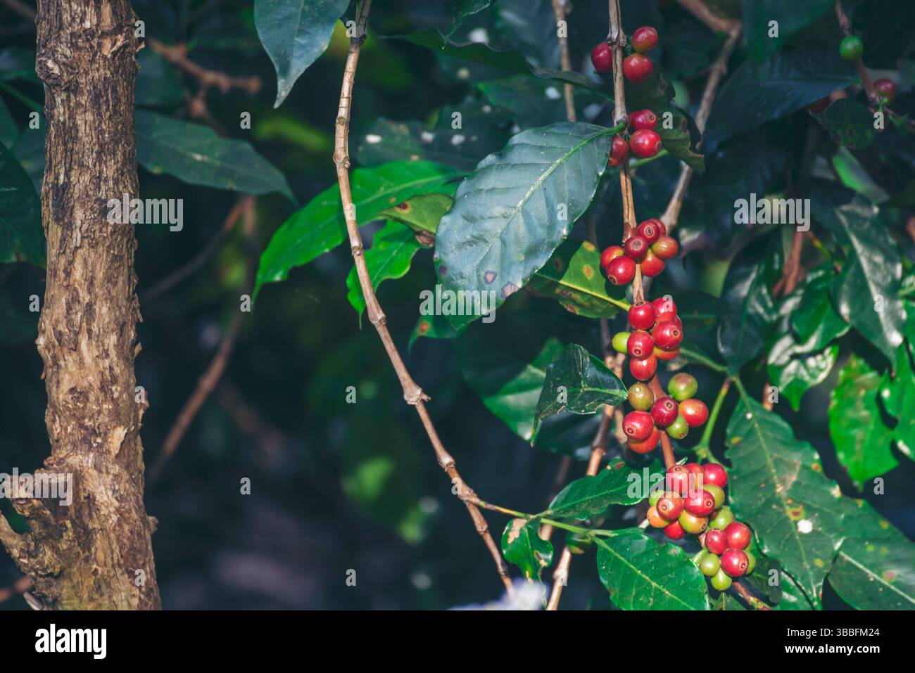 Ripe Red coffee bean berry plant fresh seed coffee tree growth in green ...