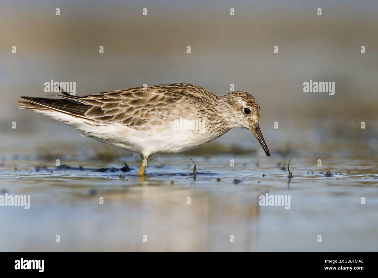 Sharp-tailed Sandpiper (Calidris acuminata), Victoria, Australia ...