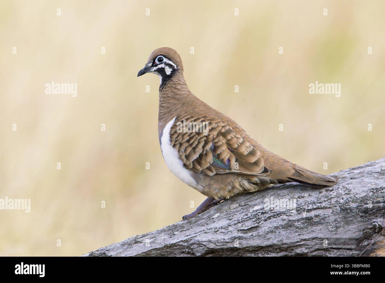 Squatter Pigeon (Geophaps scripta scripta), Queensland, Australia ...