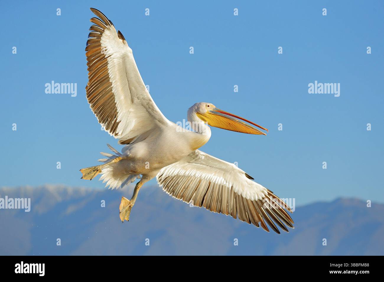 Great white pelican, Pelecanus crispus, in Lake Kerkini, Greece ...