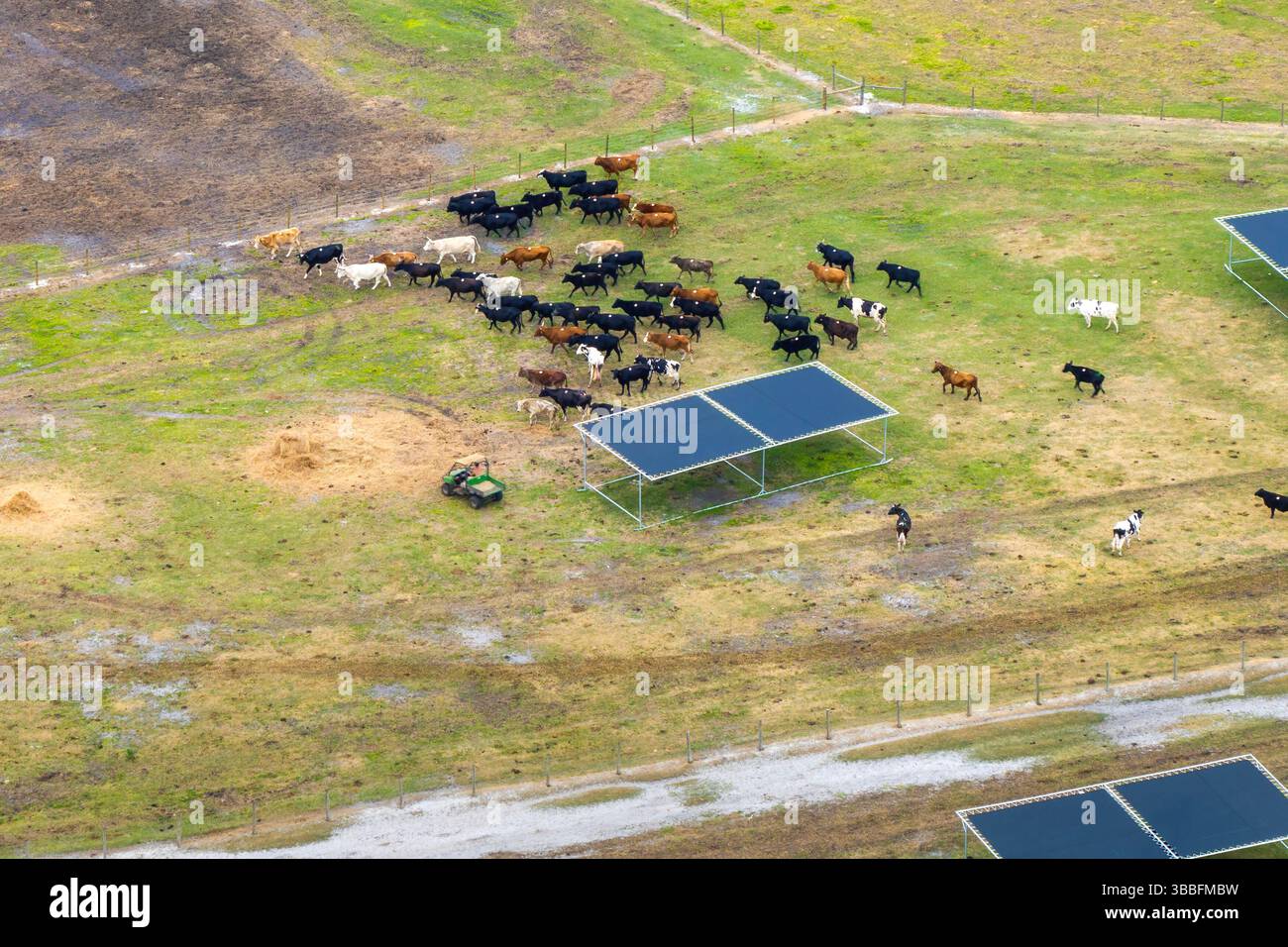 Large stockyard with meat cows. Feeding of cattle on farm feedlot in ...