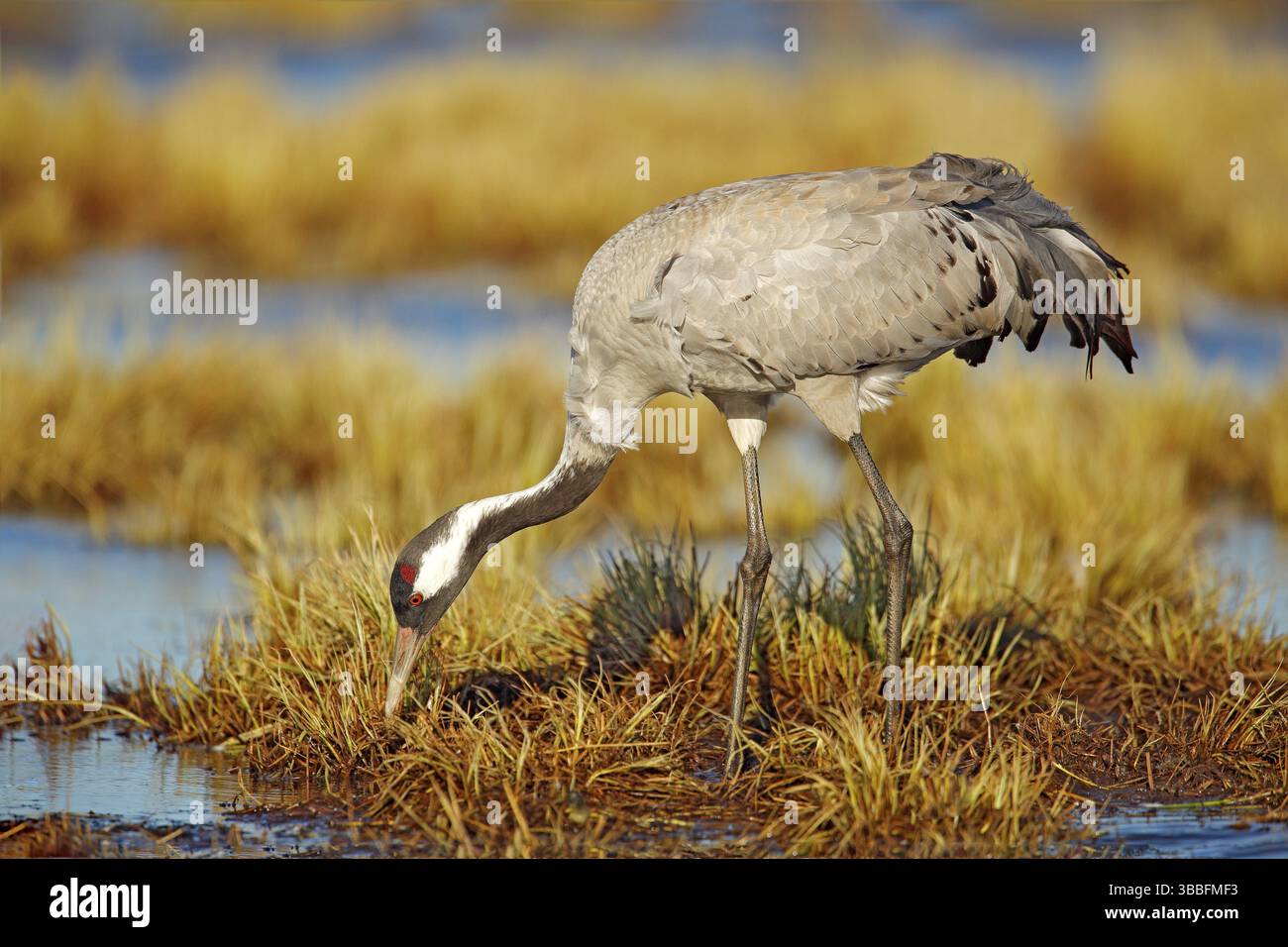 Common Crane, Grus grus, big bird in the nature habitat, Germany ...
