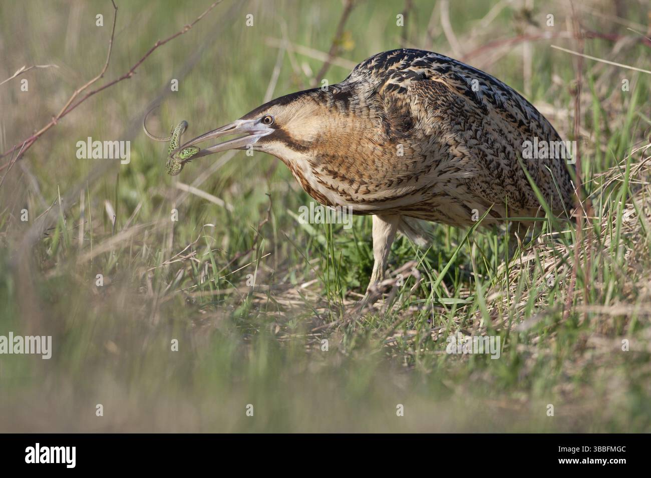 Eurasian Bittern (Botaurus stellaris) male, Nizhegorodskaya, Russia ...
