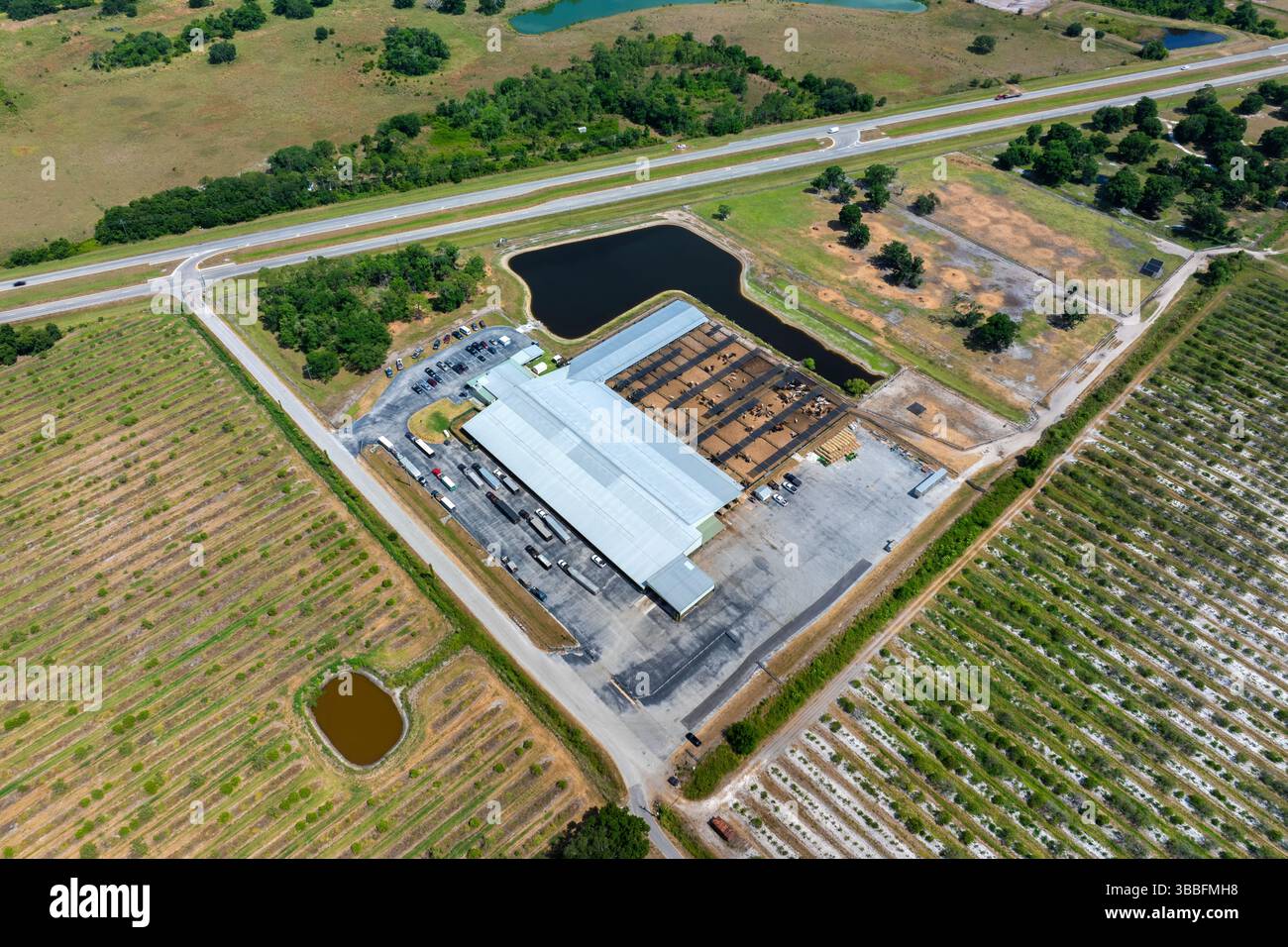 Large stockyard with meat cows. Feeding of cattle on farm feedlot in ...
