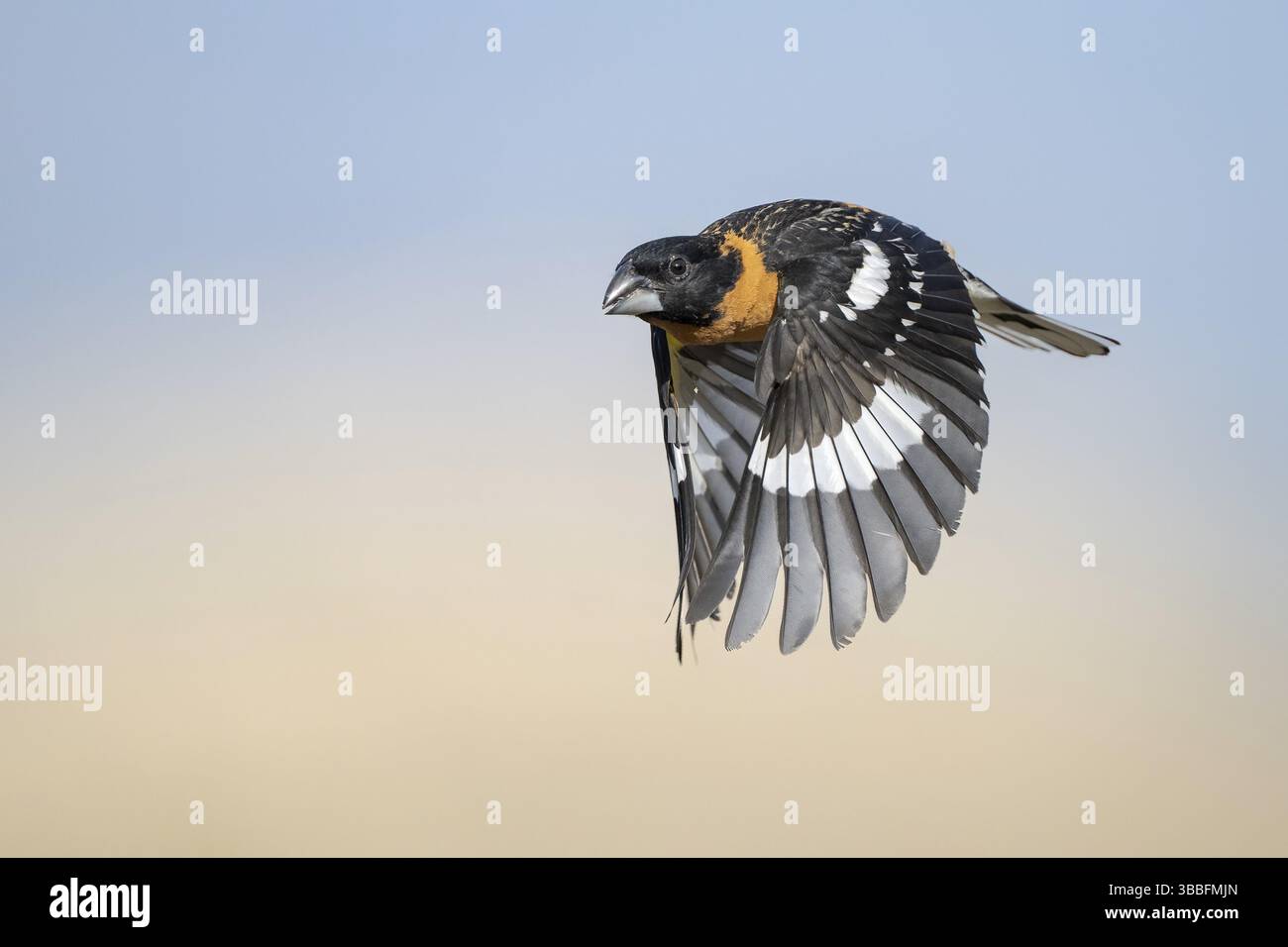 Black-headed Grosbeak (Pheucticus melanocephalus) male flying, Arizona ...