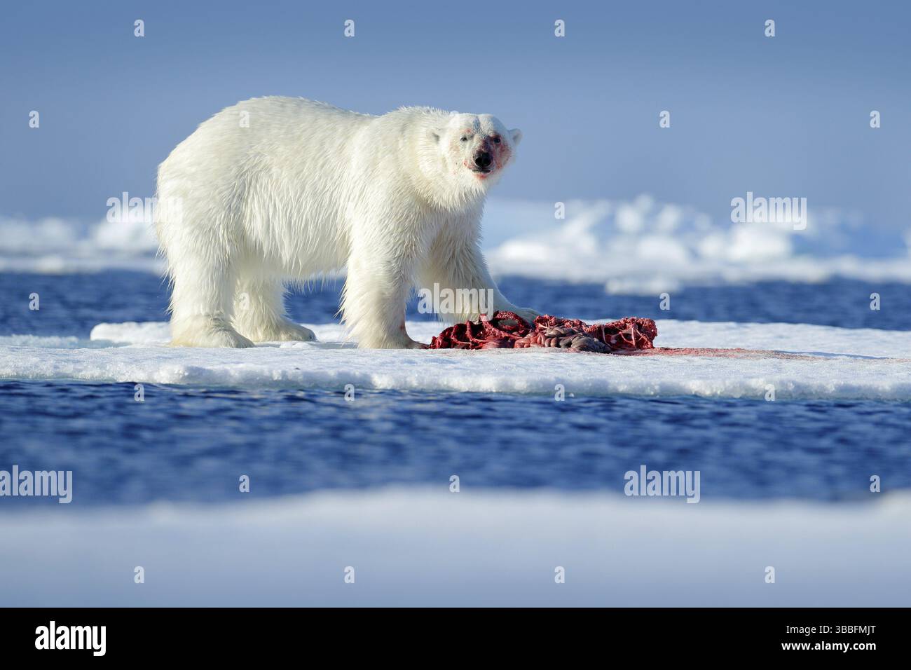 Polar bear on the ice. Surfacing dangerous polar bear in ice with seal ...