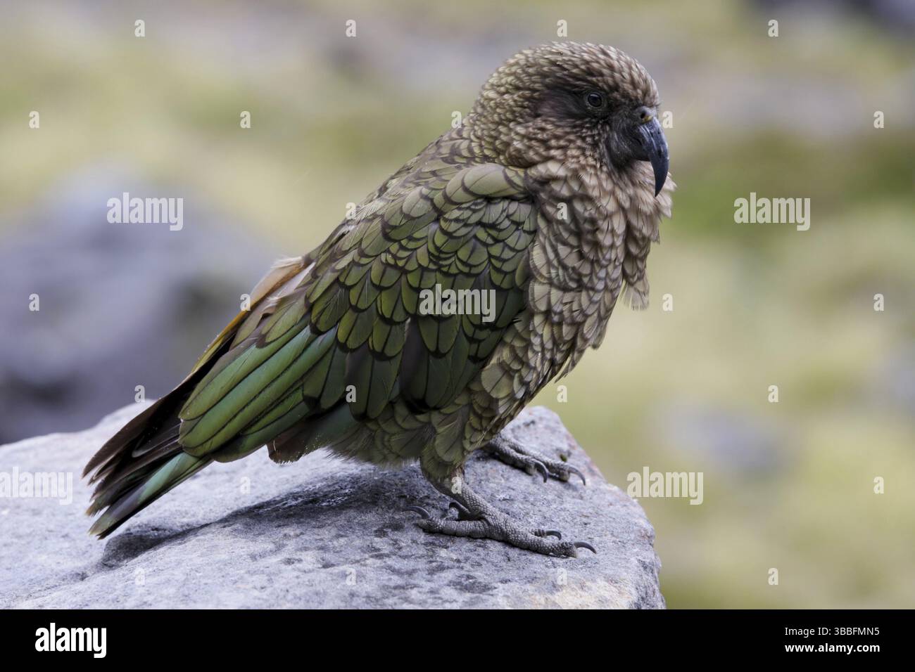 Kea (Nestor notabilis), New Zealand, Oceania Stock Photo - Alamy
