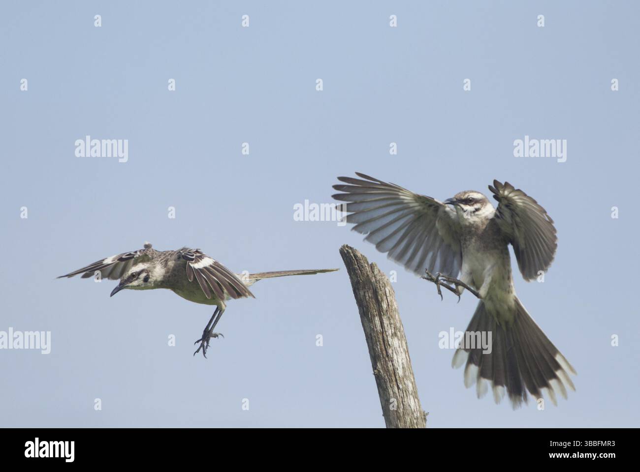Long-tailed Mockingbird (Mimus longicaudatus), Manabi, Ecuador, South ...