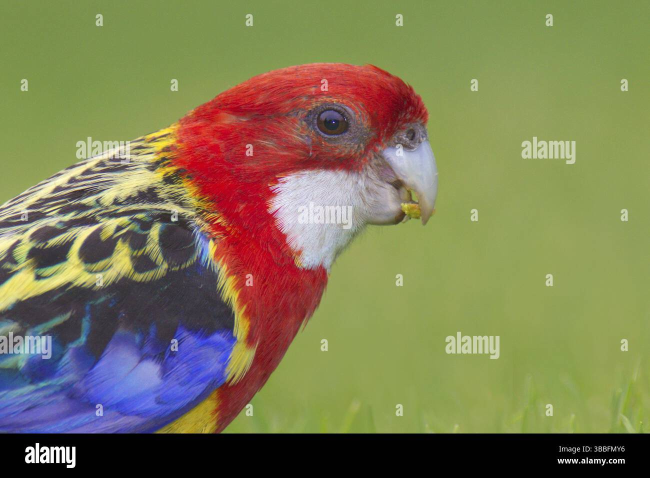 Eastern Rosella (Platycercus eximius), South Australia, Australia ...