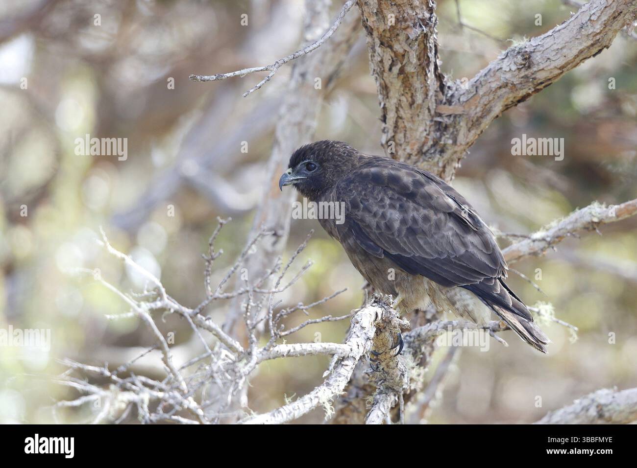 Endangered animals in the united states hi-res stock photography and ...