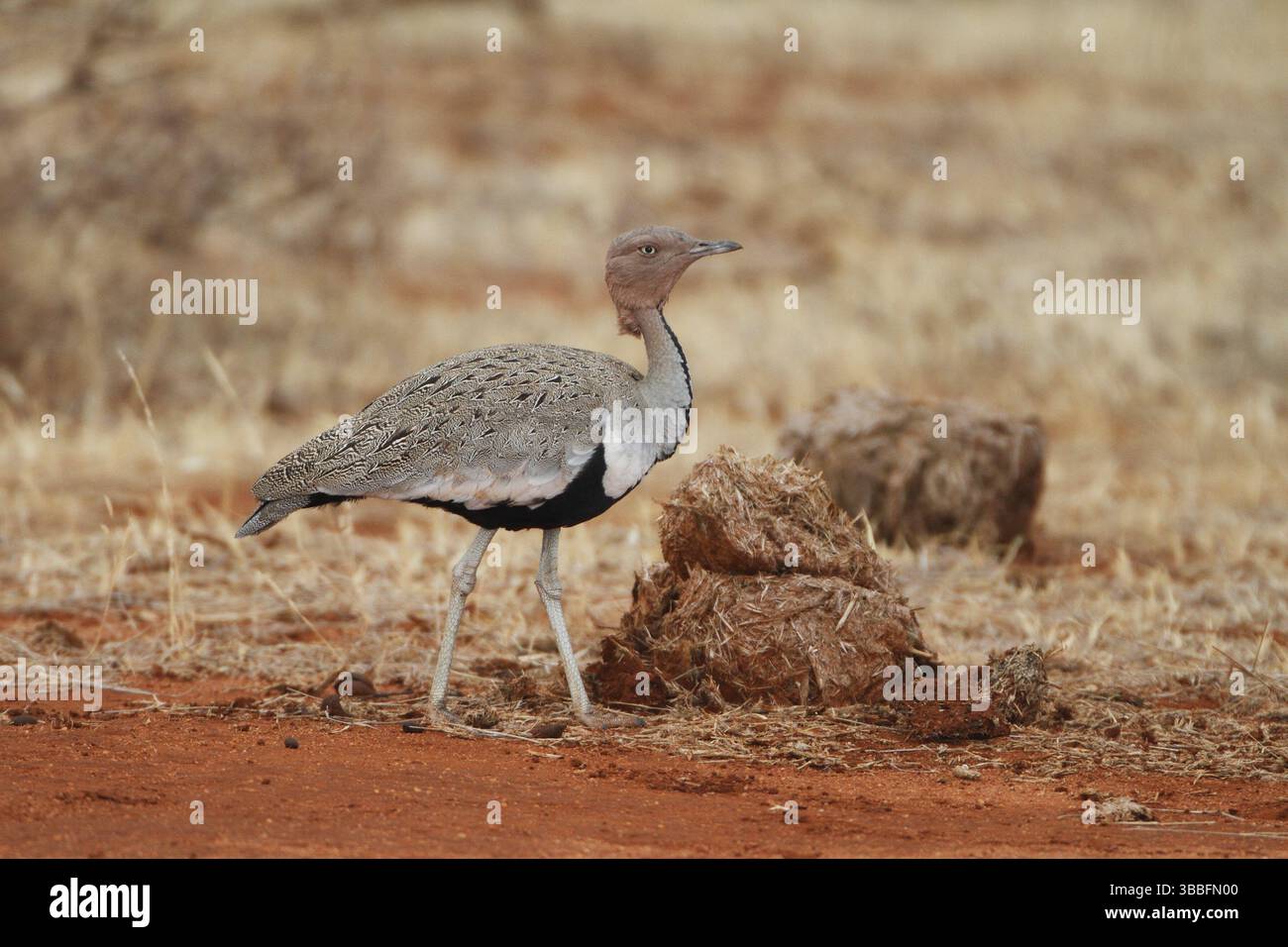 Buff-crested Bustard (Lophotis gindiana), Samburu, Kenya, Africa Stock ...