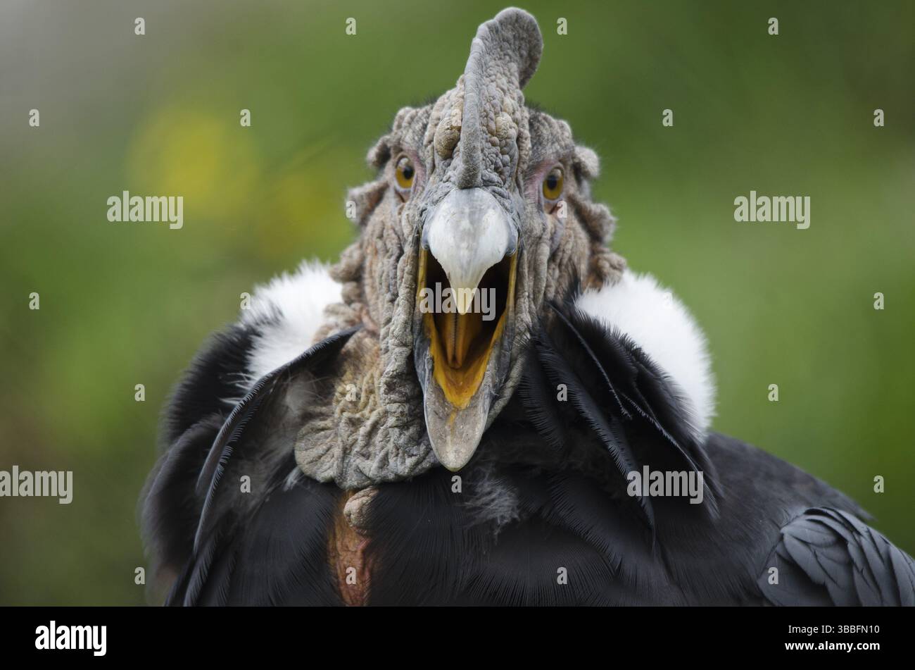 An Andean Condor at Parque Condor (Condor Park) in Otavalo, Ecuador ...