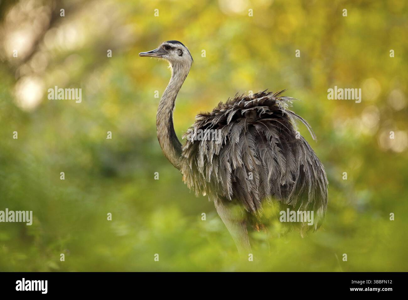 Greater Rhea, Rhea americana, big bird with fluffy feathers, animal in nature habitat, evening ...