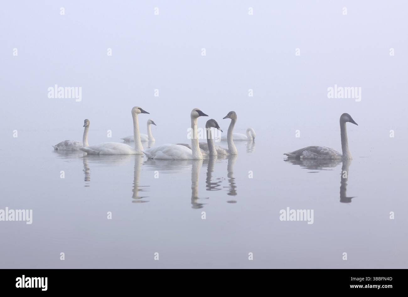 Trumpeter Swan (Cygnus buccinator), Michigan, USA, North America Stock ...