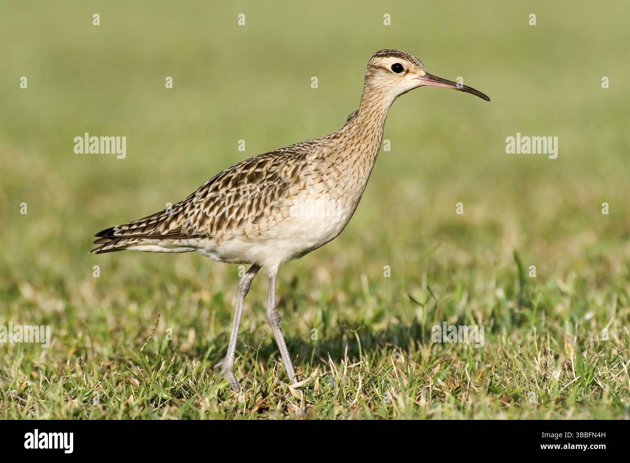 Little Curlew (Numenius minutus), Western Australia, Australia, Oceania ...