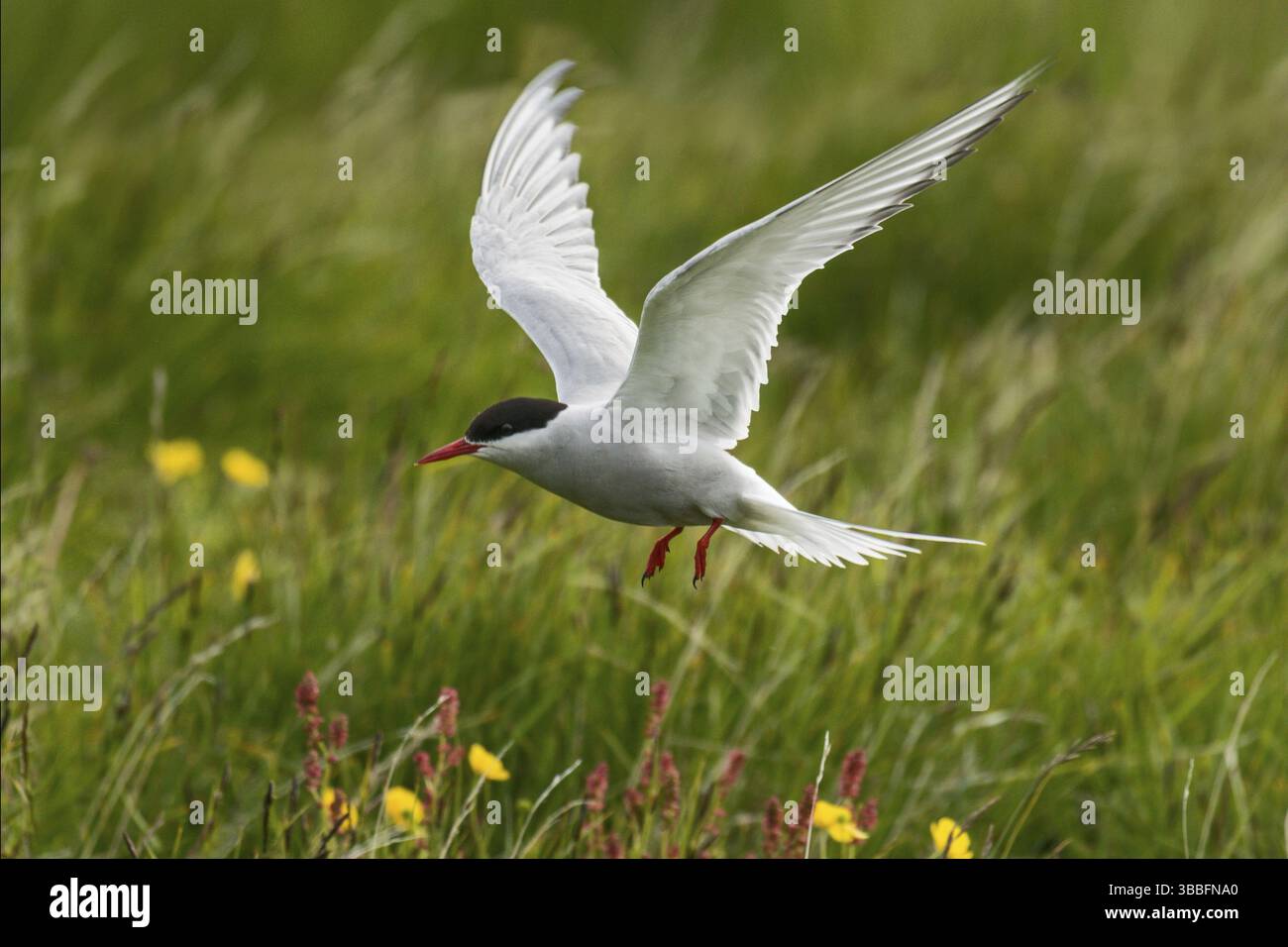 Arctic Tern (Sterna paradisaea) flying, Iceland, Europe Stock Photo - Alamy