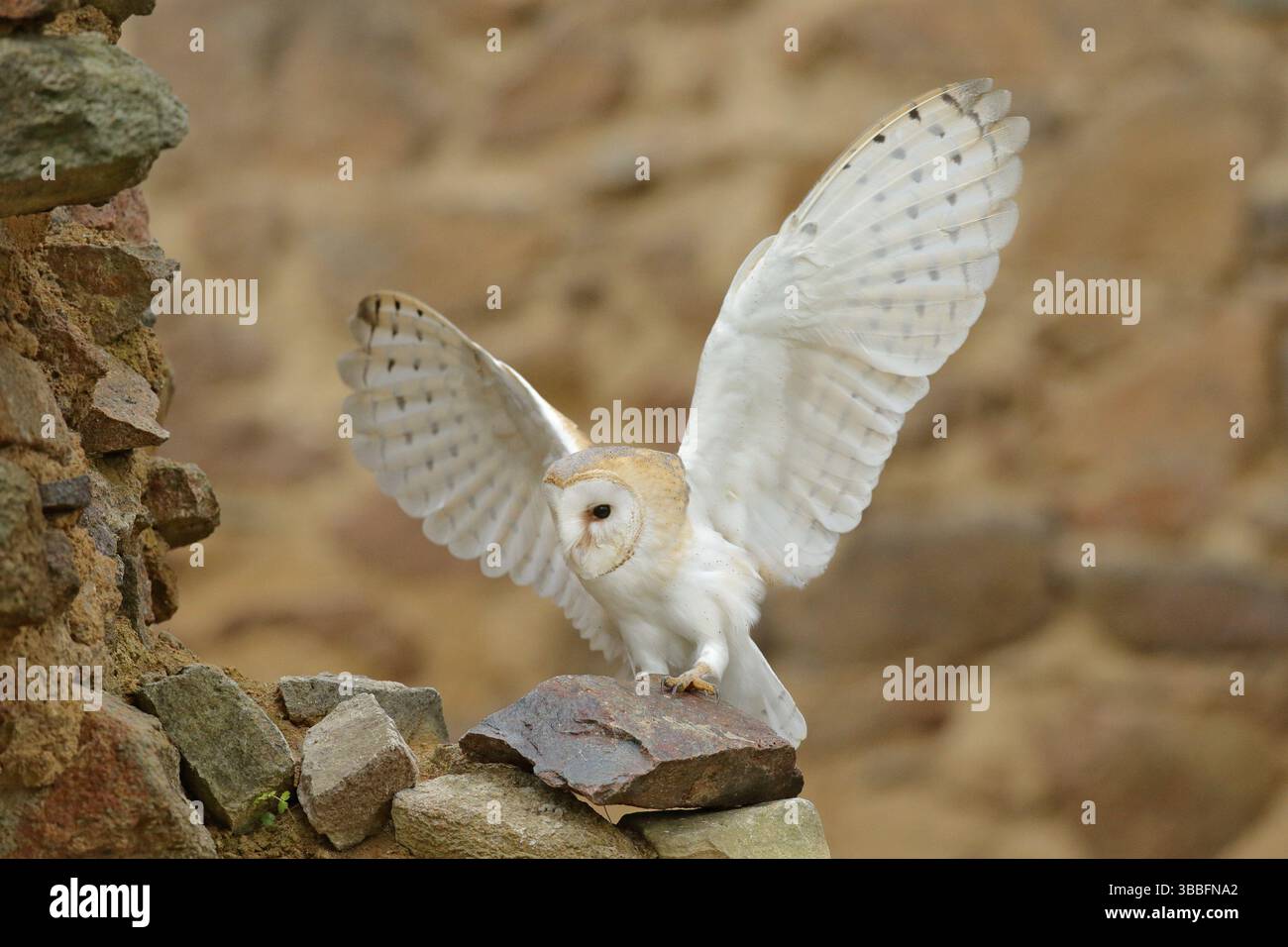 Barn owl, Tyto alba, with nice wings, landing on stone wall, light bird ...