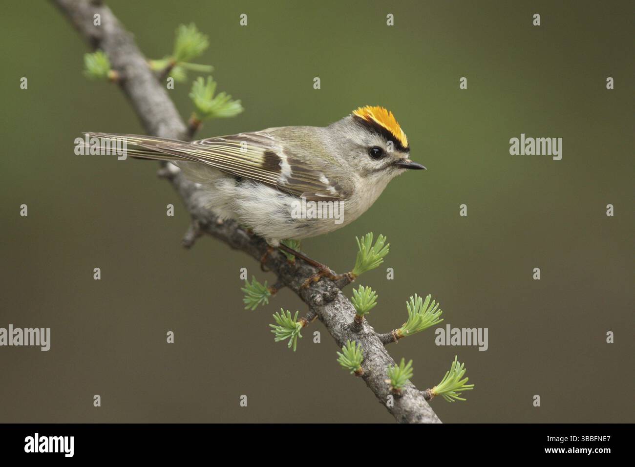Golden-crowned Kinglet (Regulus satrapa), Michigan, USA, North America ...