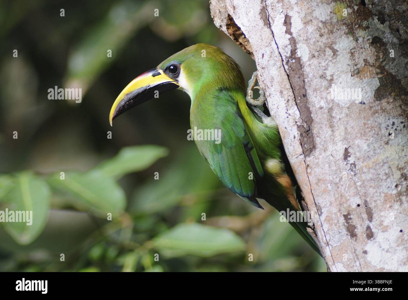 Emerald Toucanet (Aulacorhynchus prasinus), Guatemala, Central America Stock Photo - Alamy
