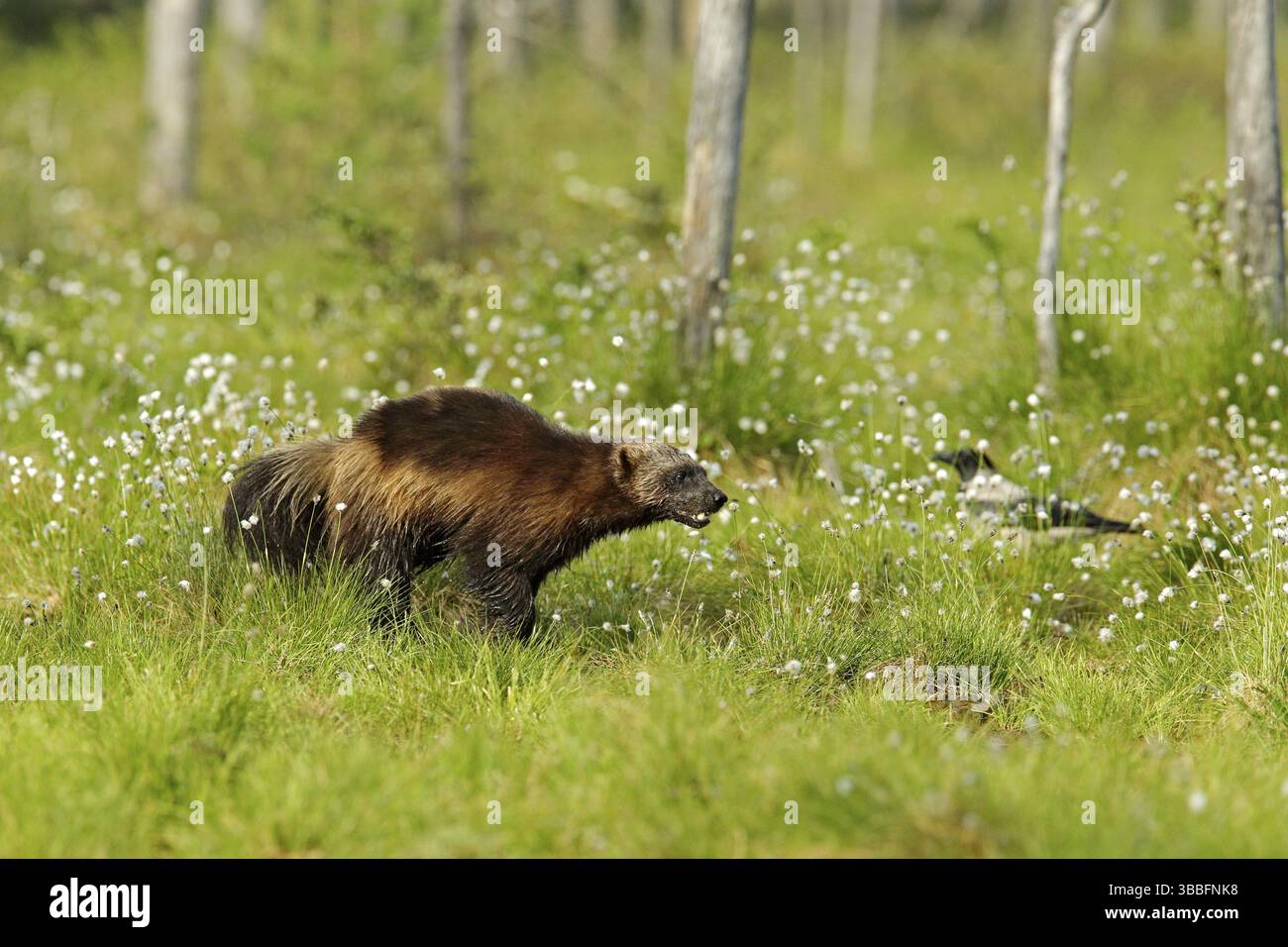 Running Wolverine in Finnish taiga. Wildlife scene from nature. Rare ...