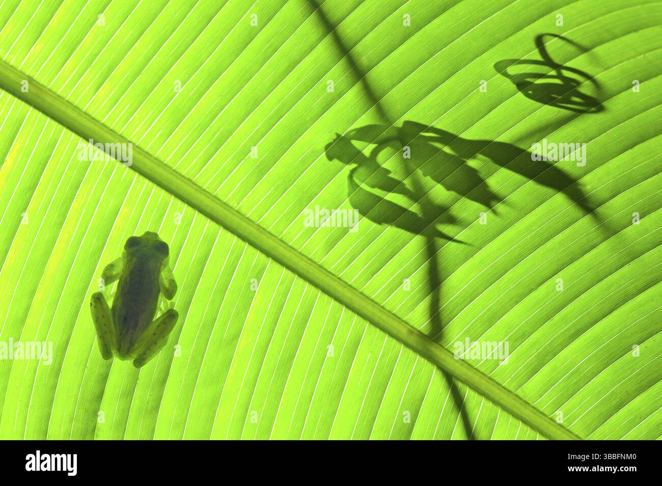 An emerald glass frog on a Calathea leaf with vine tendril silhouette ...