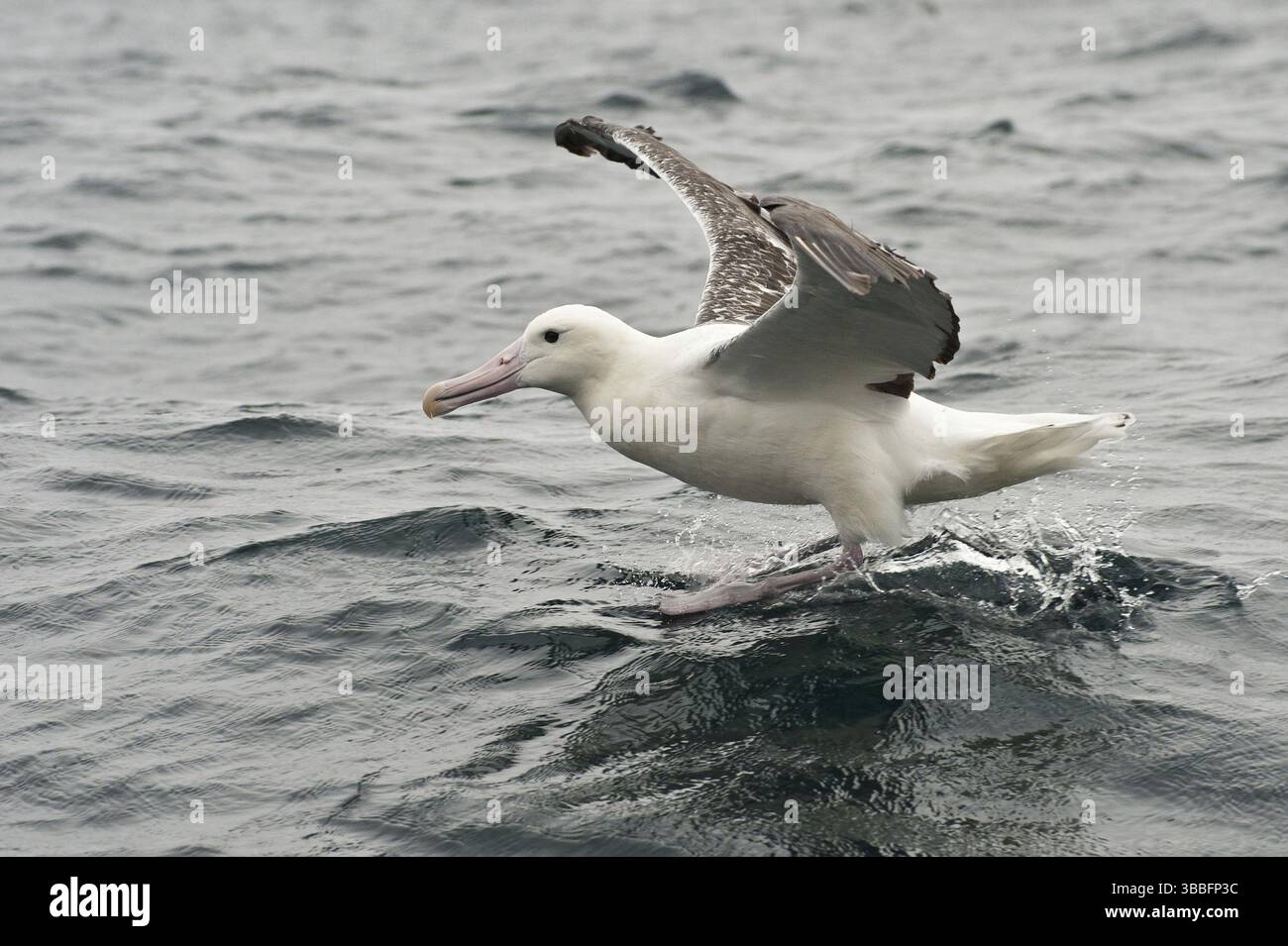 Southern Royal Albatross (Diomedea epomophora), New Zealand, Oceania ...