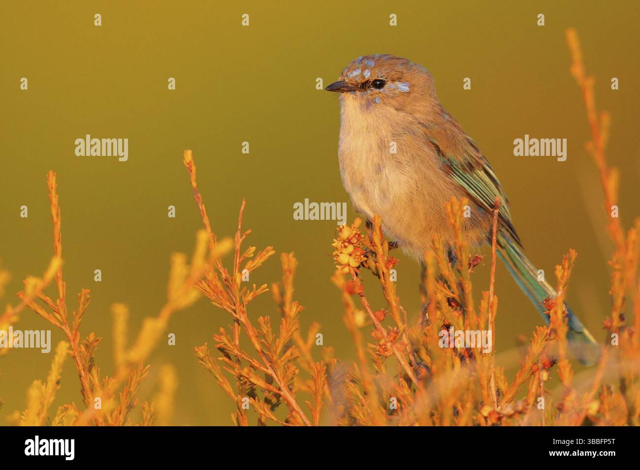 Splendid Fairywren (Malurus splendens) juvenile male, Western Australia ...