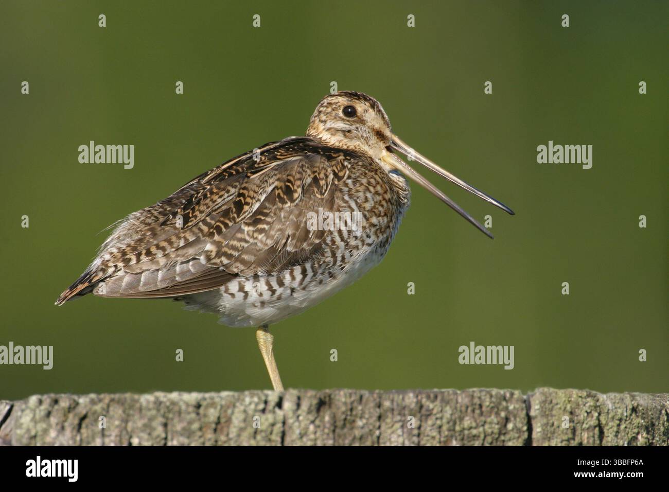 Wilson's Snipe (Gallinago delicata), Alaska, USA, North America Stock ...