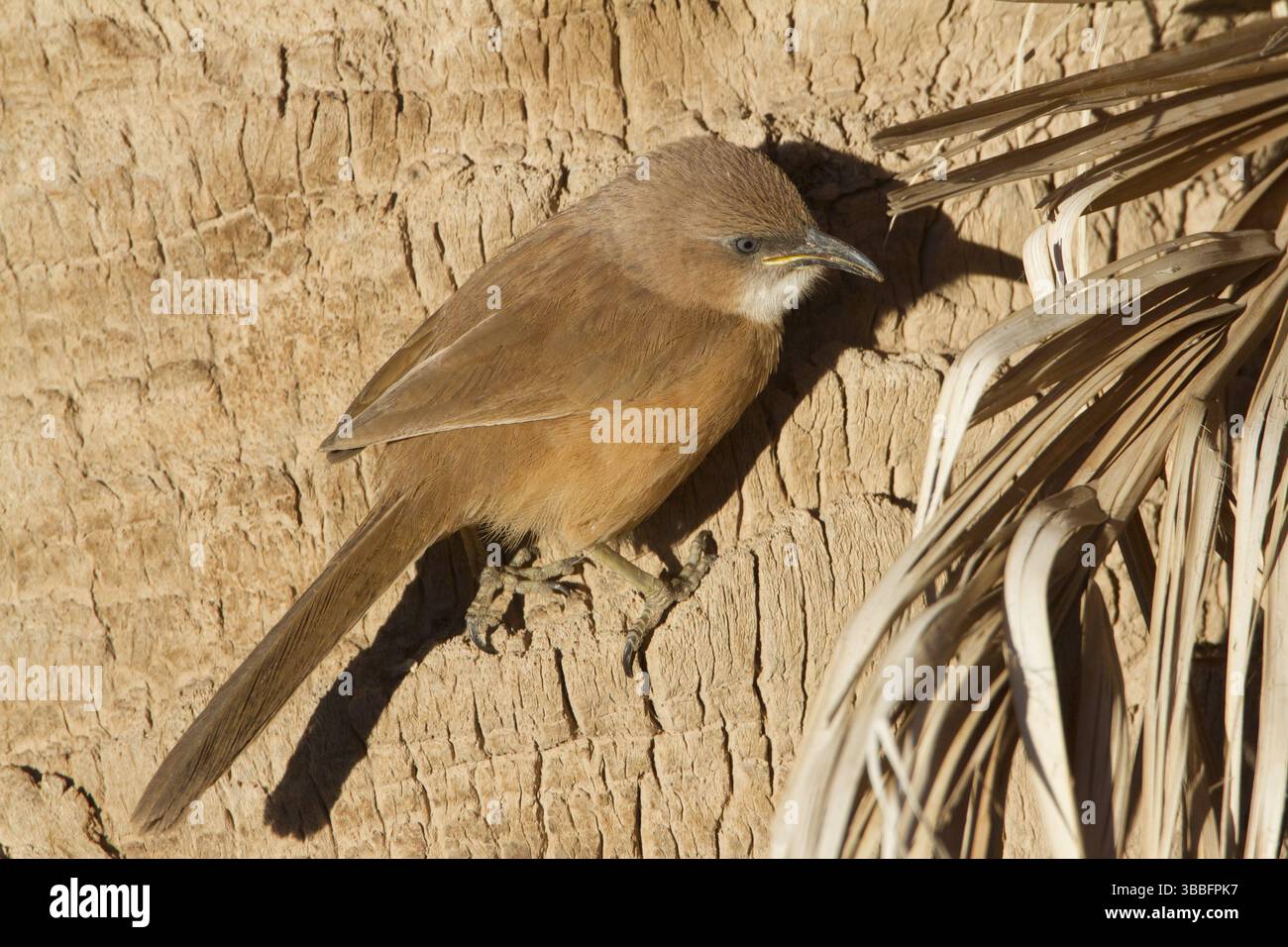 Fulvous Babbler (Turdoides fulva), Morocco, Africa Stock Photo - Alamy