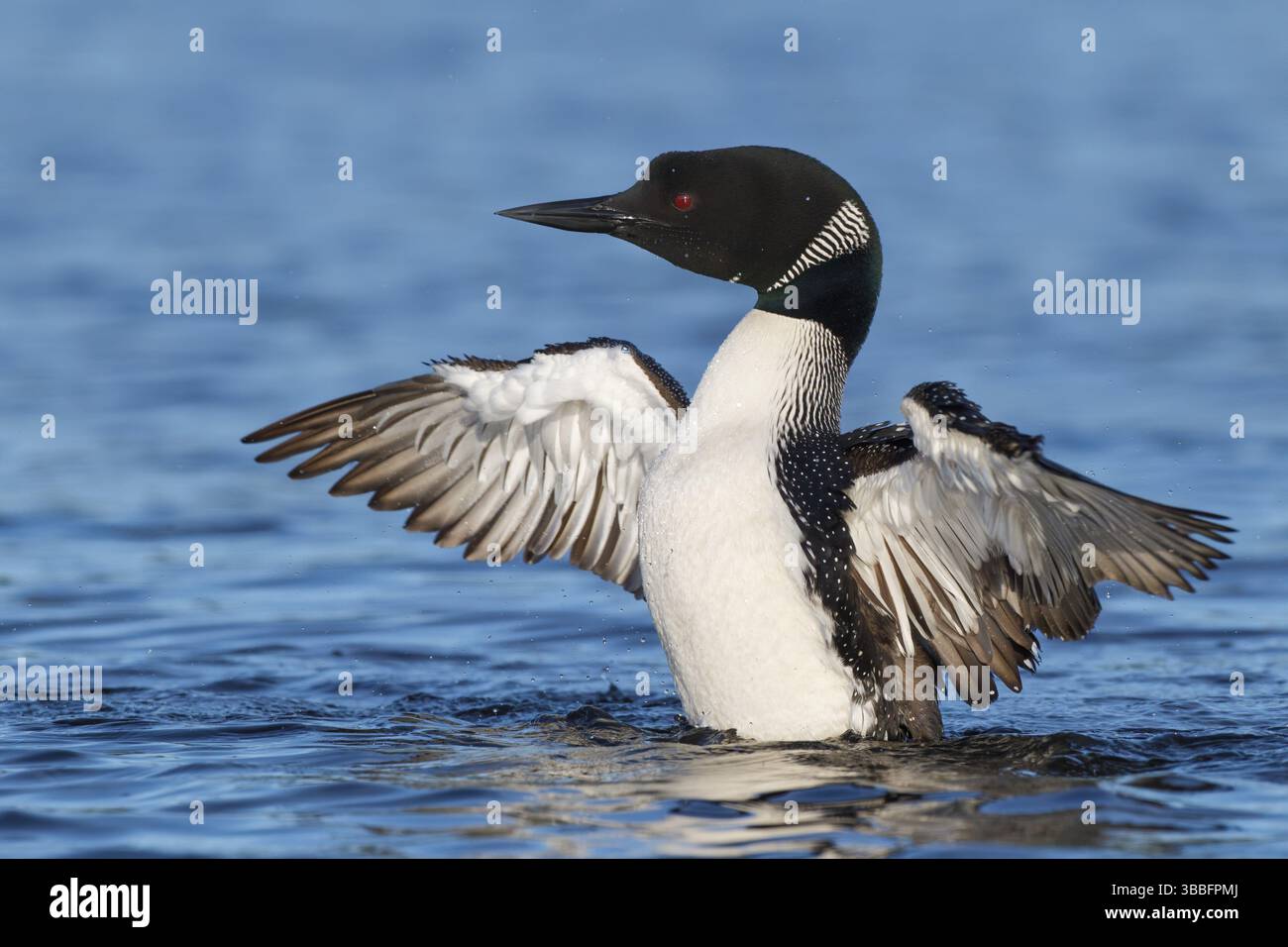 Great Northern Loon (Gavia immer), Michigan, USA, North America Stock ...