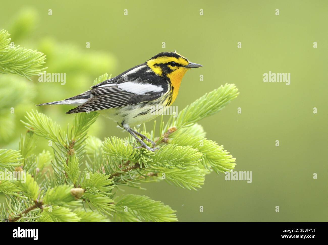 Blackburnian Warbler (Setophaga fusca), Canada, North America Stock ...