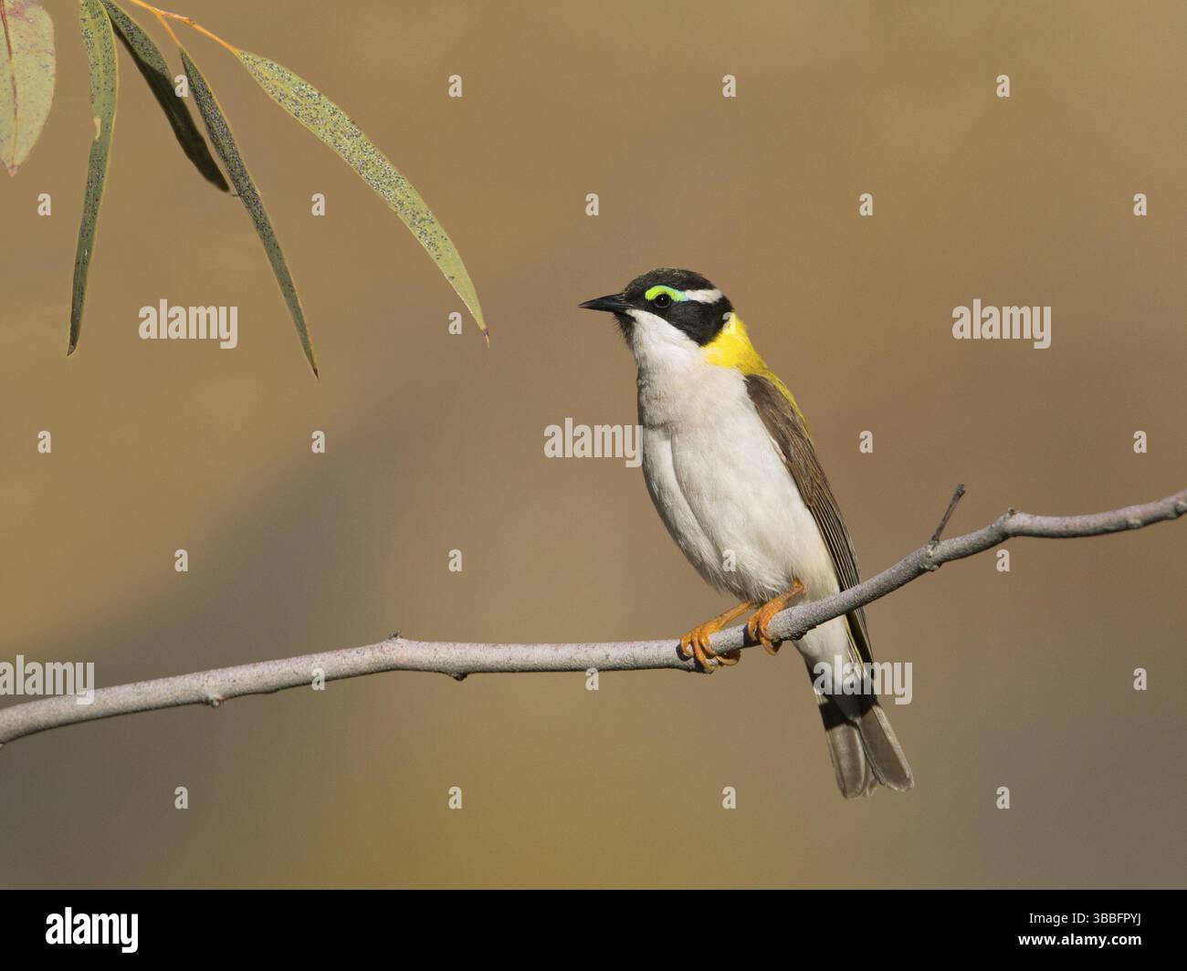 Black-chinned Honeyeater (Melithreptus gularis laetior), Northern ...