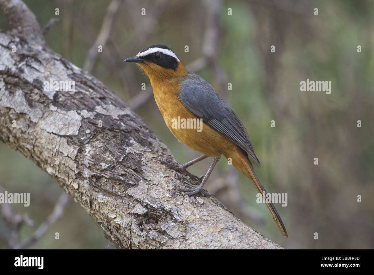 White-browed Robin-Chat (Cossypha heuglini), Kavango, Namibia, Africa ...