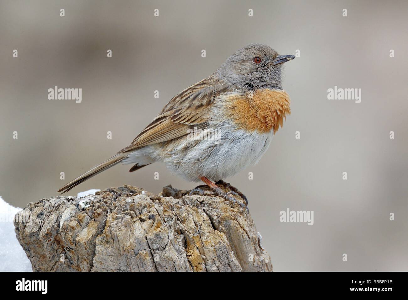 Robin accentor, Prunella rubeculoides, bird sitting on tree trunk in ...