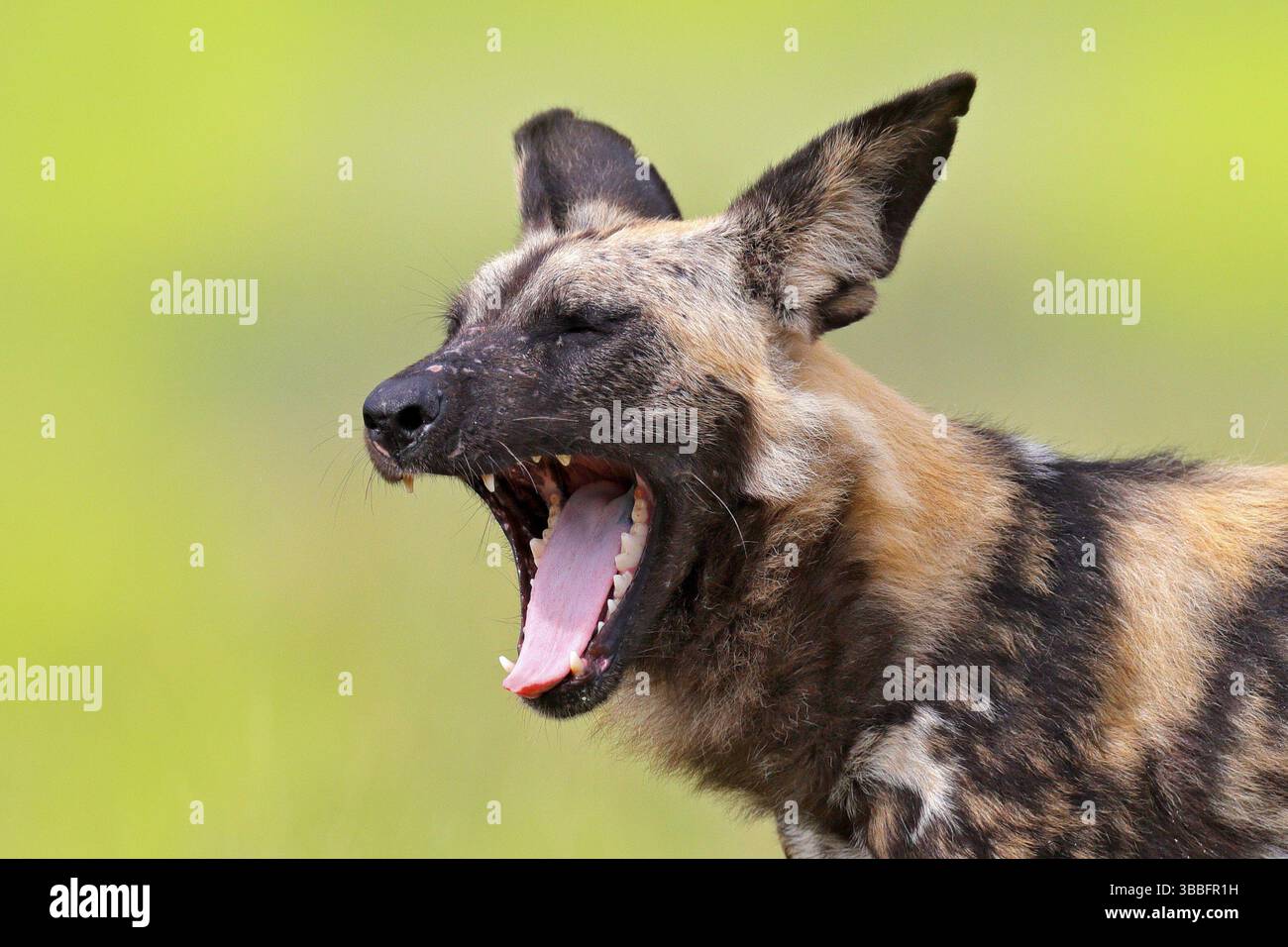 African wild dog, detail portrait with open muzzle with tongue a tooths ...