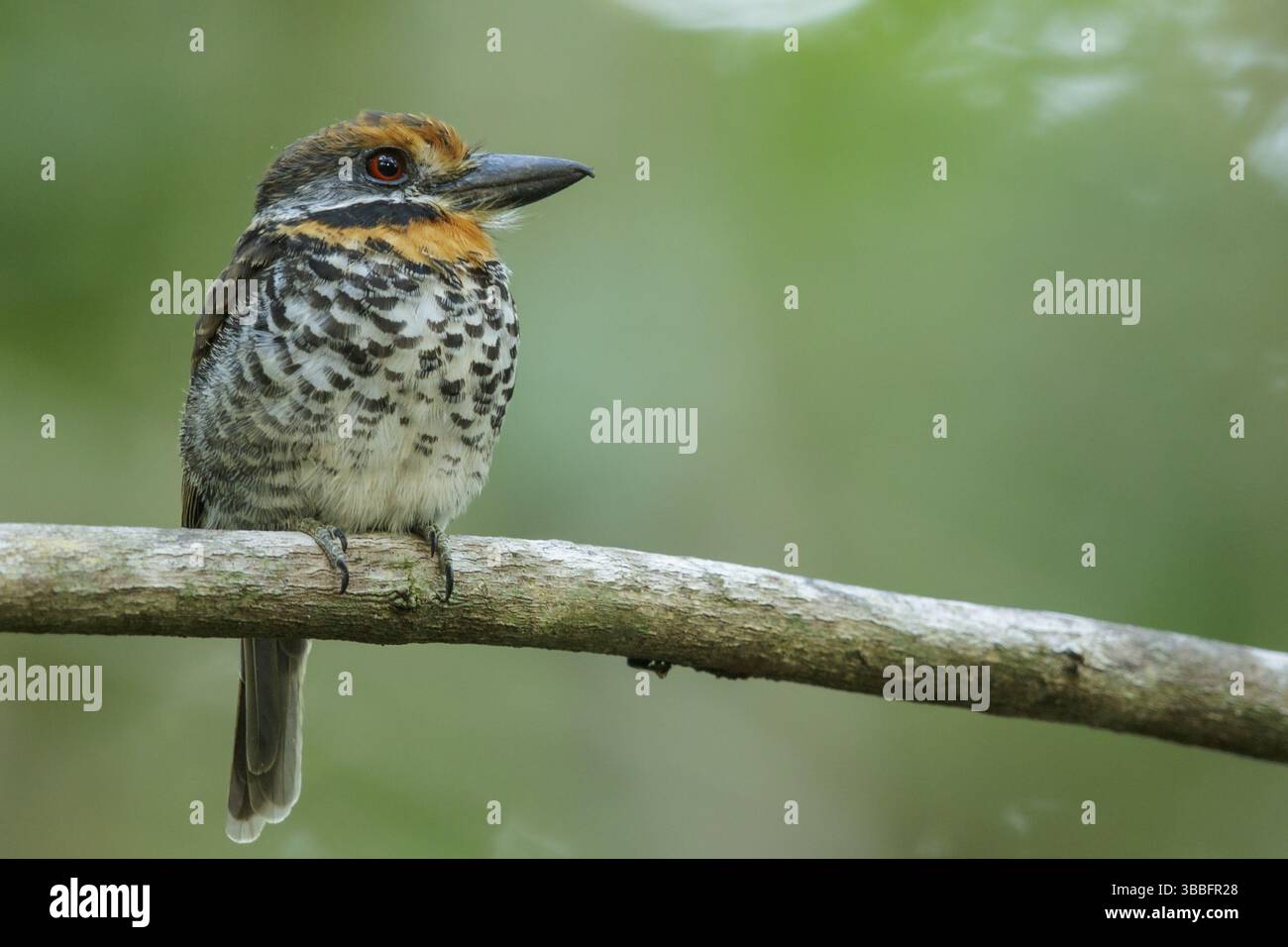Spotted Puffbird (Bucco tamatia) perched on a branch in the grasslands ...