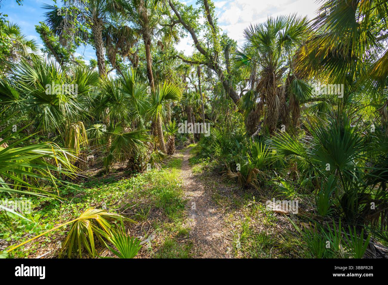 Tropical rainforest walking trail. Exploration of Florida jungles with ...