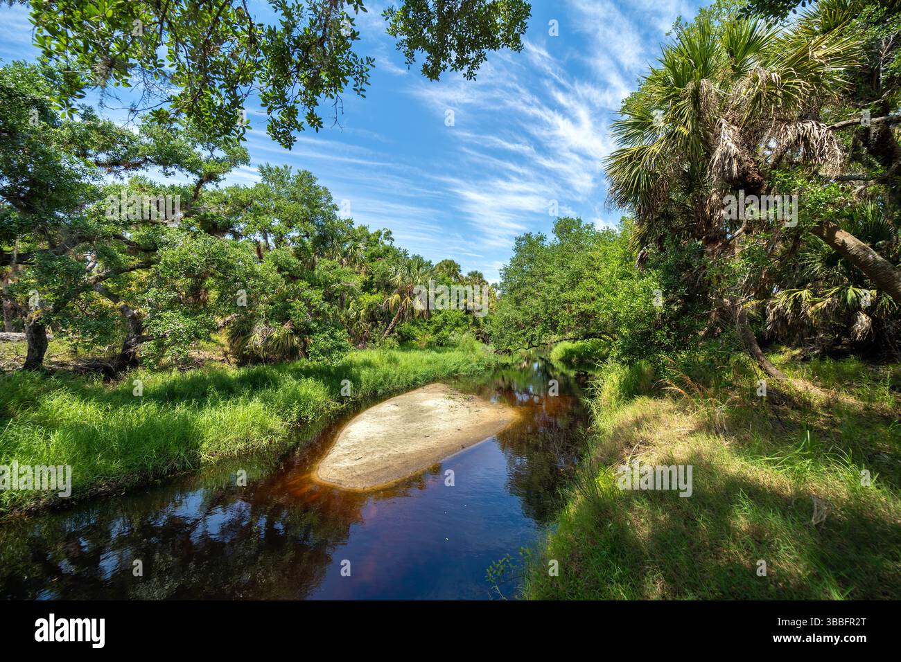 Tropical rainforest ecosystem florida jungles hi-res stock photography ...