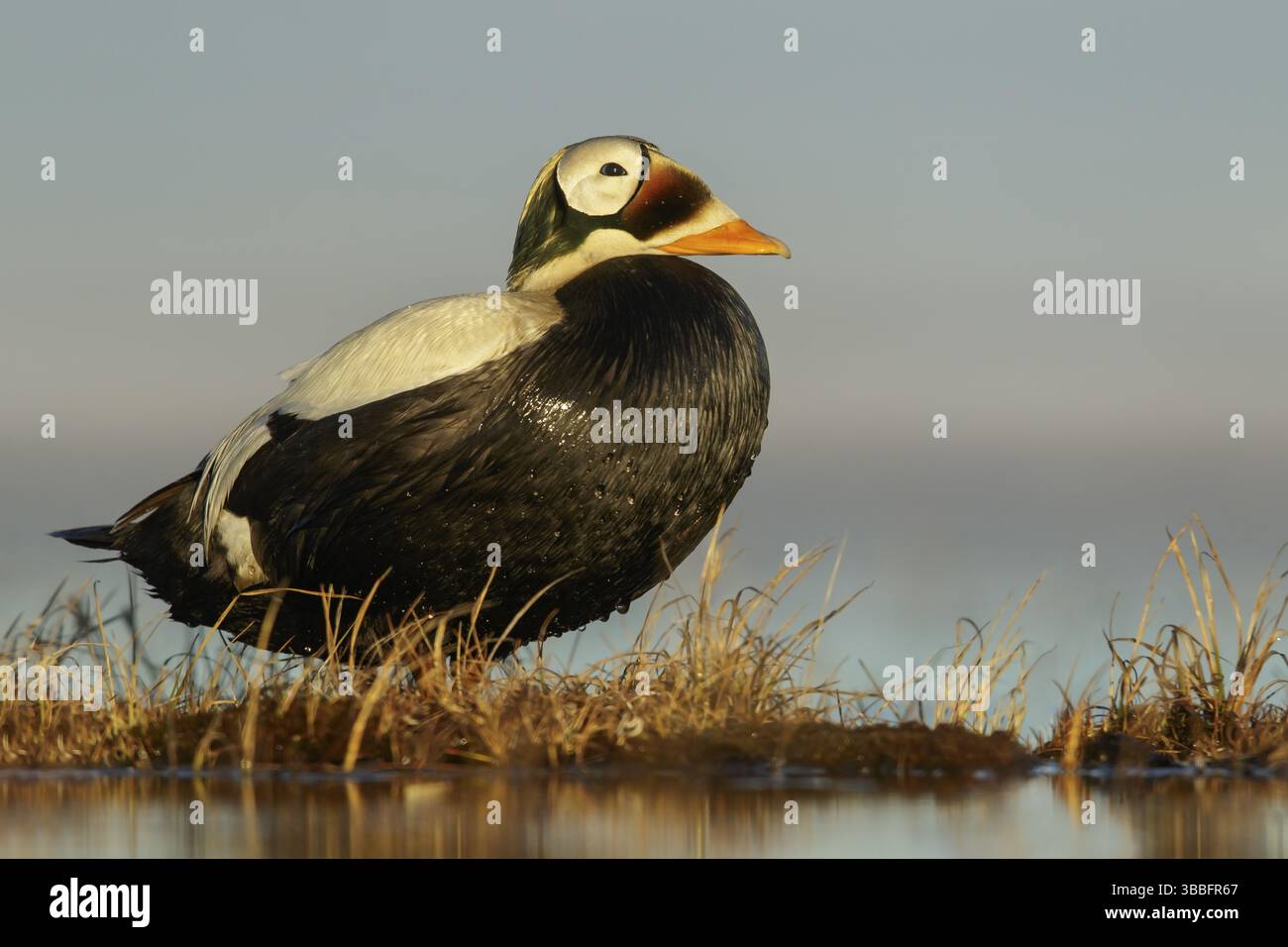 Spectacled Eider (Somateria fischeri) feeding on a small pond on the ...