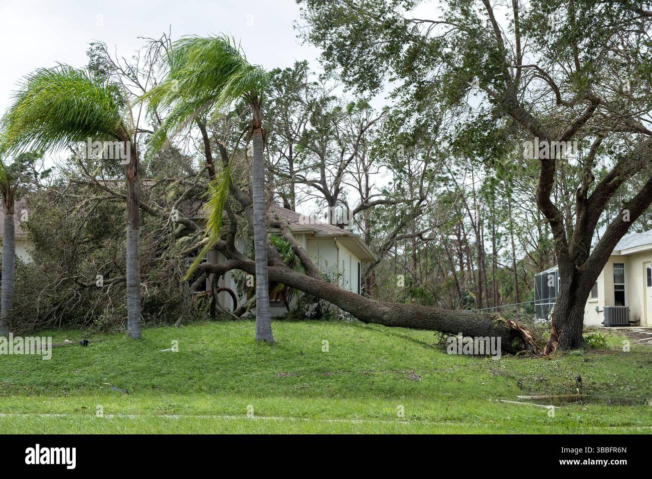 Uprooted tree after hurricane on Florida home front yard. Aftermath of ...