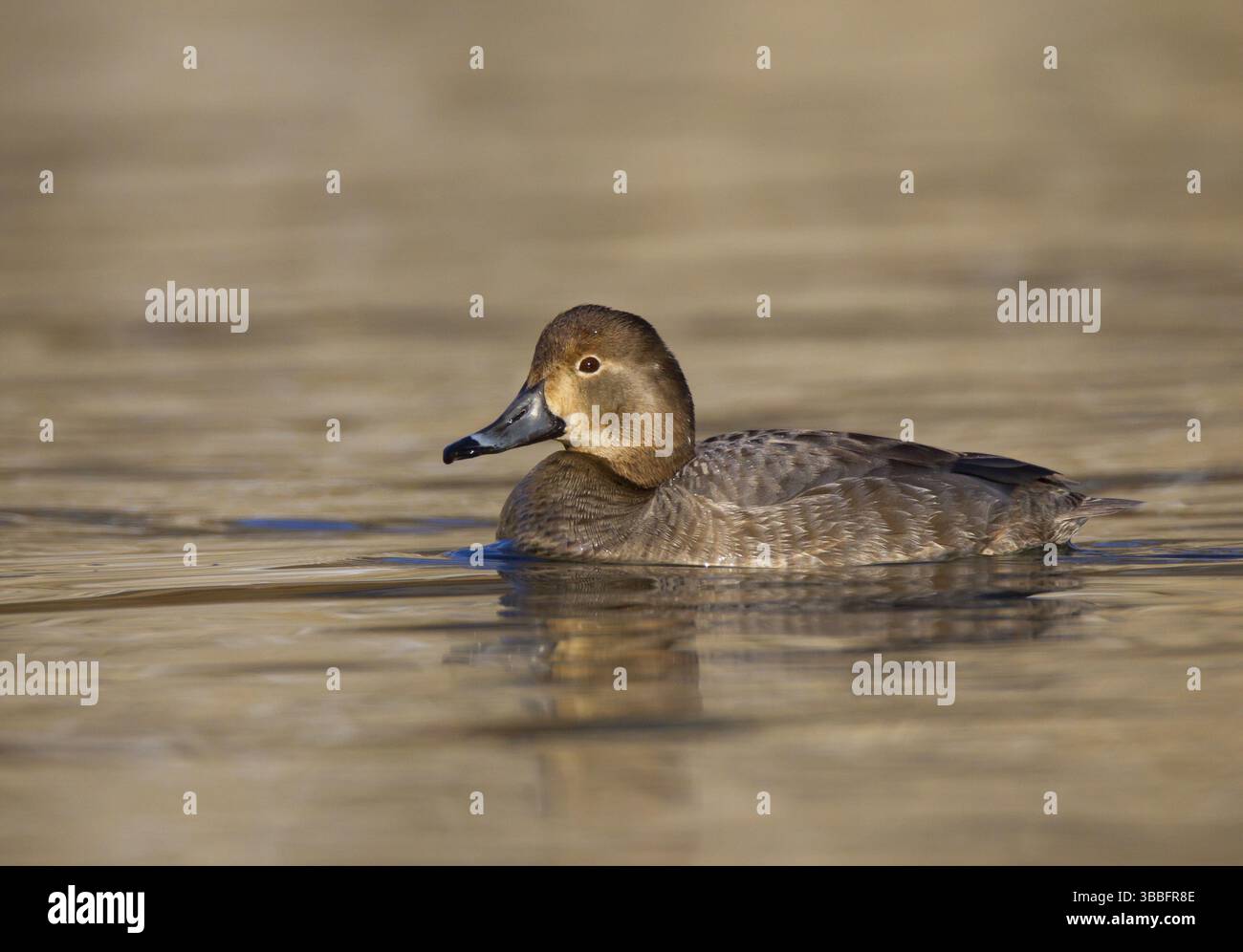 Redhead (Aythya americana) female, Ohio, USA, North America Stock Photo ...