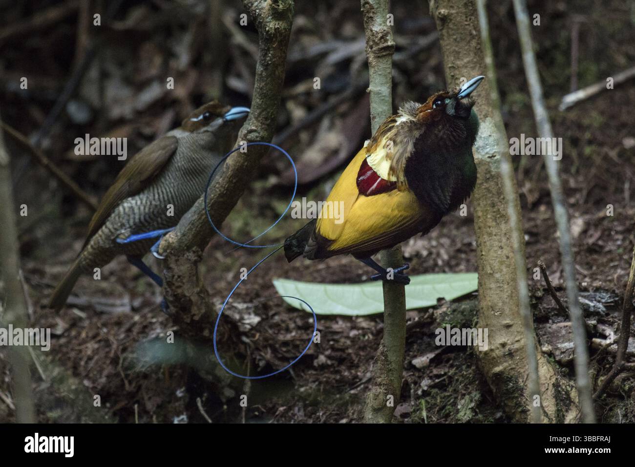 Magnificent Bird-of-paradise (Diphyllodes magnificus) pair, West Papua ...