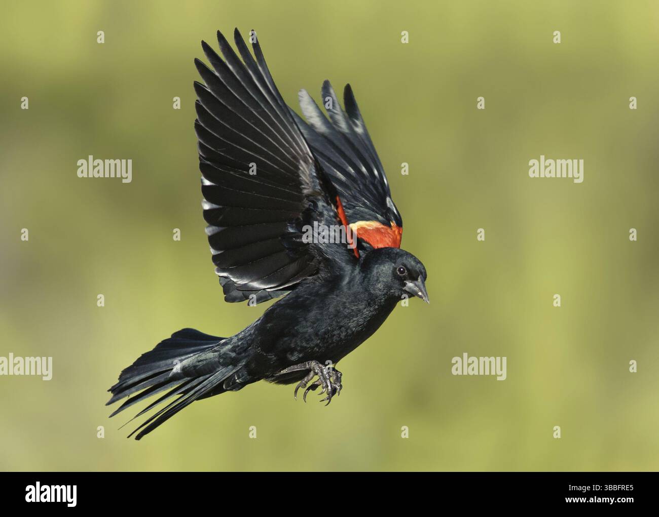 Red-winged Blackbird (Agelaius phoeniceus) male flying, Texas, USA ...